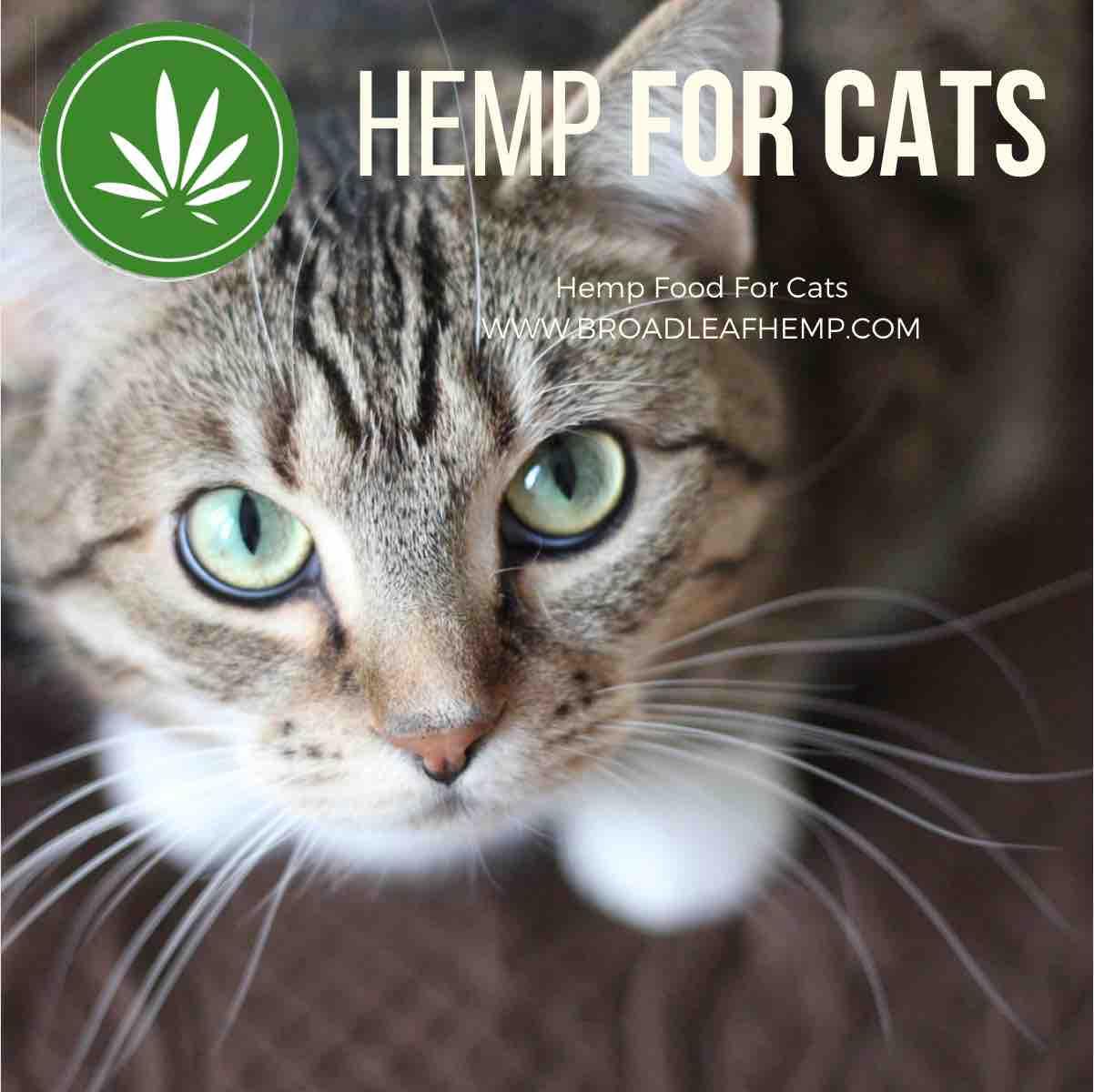 Hemp For Cats – Broadleaf Hemp