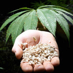 100% Australian Hemp Hurd – Broadleaf Hemp